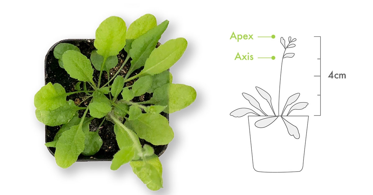 Plant Tracer | NYU Steinhardt