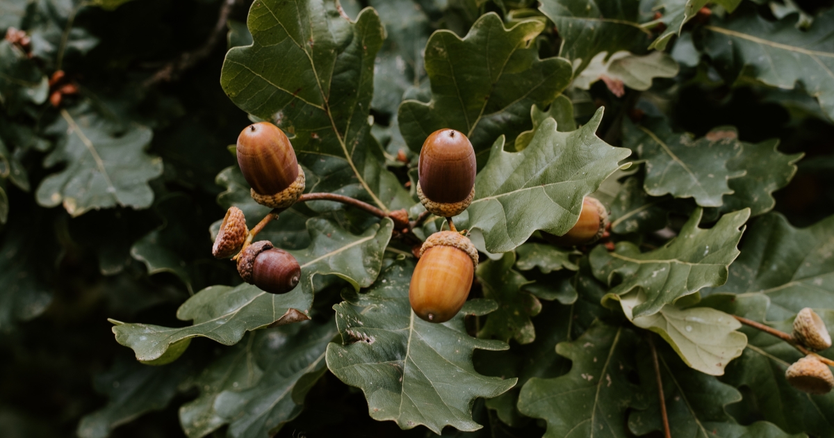 IHDSC Seed Award Program: Call for Applications | NYU Steinhardt